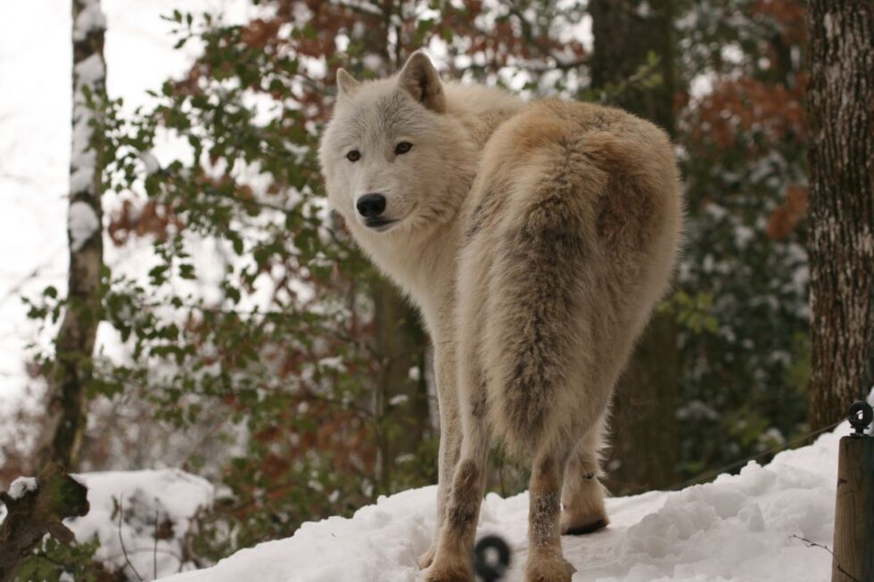 Wolf Project : vivez des expériences magiques en compagnie des loups