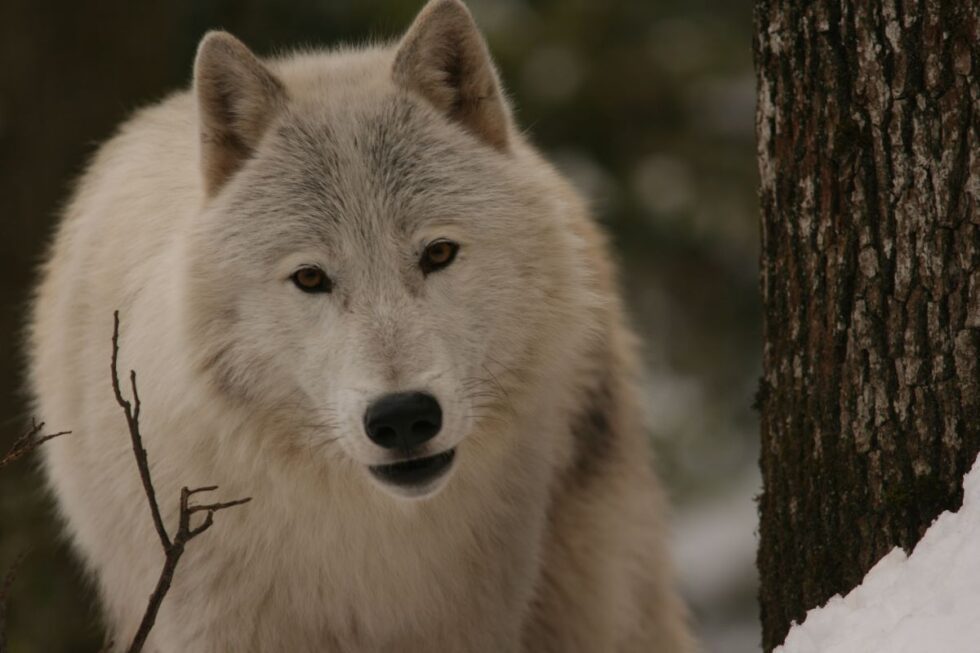 Wolf Project : vivez des expériences magiques en compagnie des loups