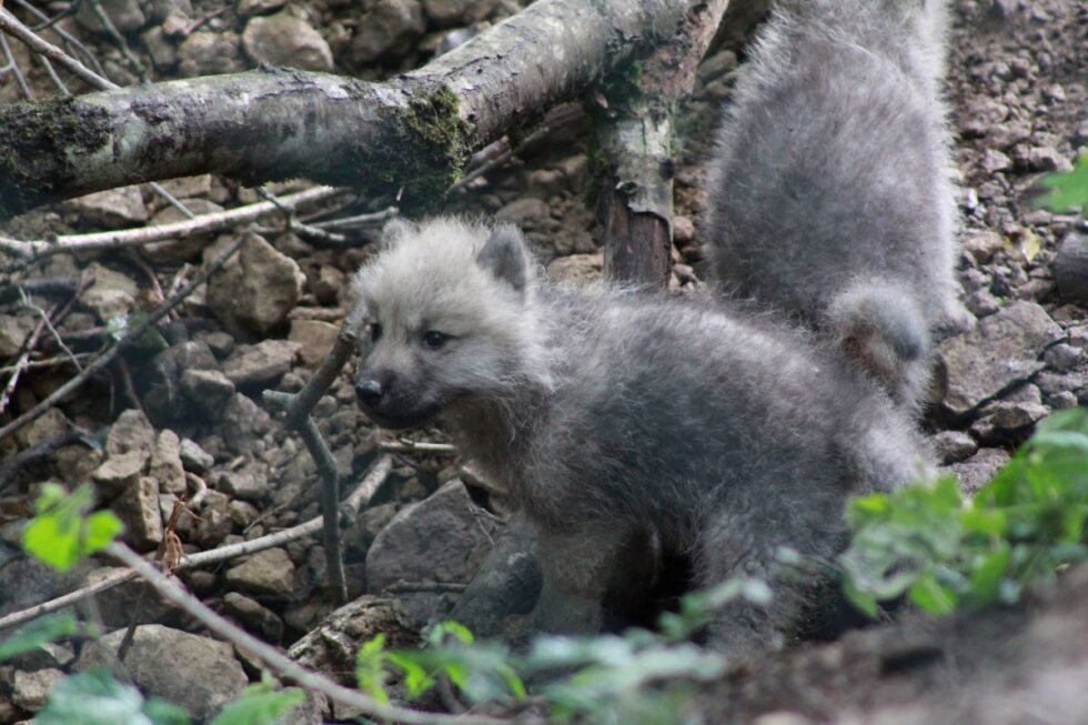 Wolf Project : vivez des expériences magiques en compagnie des loups